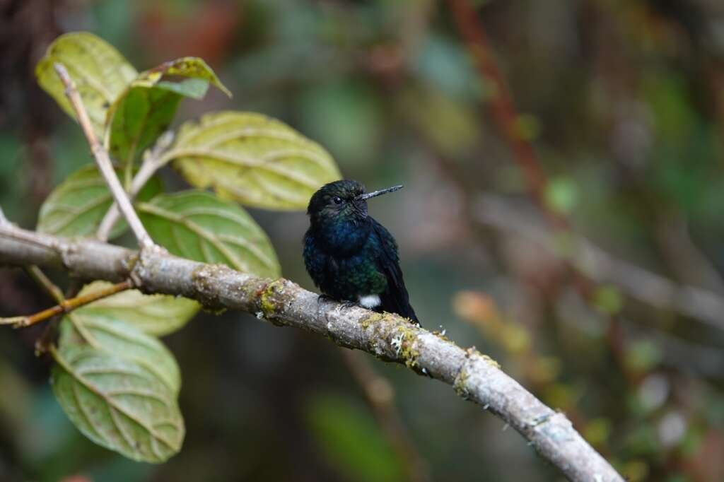 Conservando la biodiversidad de los Andes Tropicales del Ecuador ...